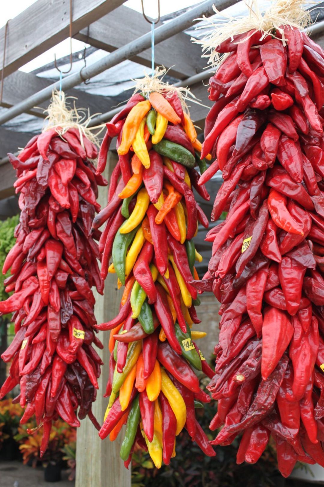 How to Dry Peppers: The Best Way to Keep Your Chillies for a Long Time