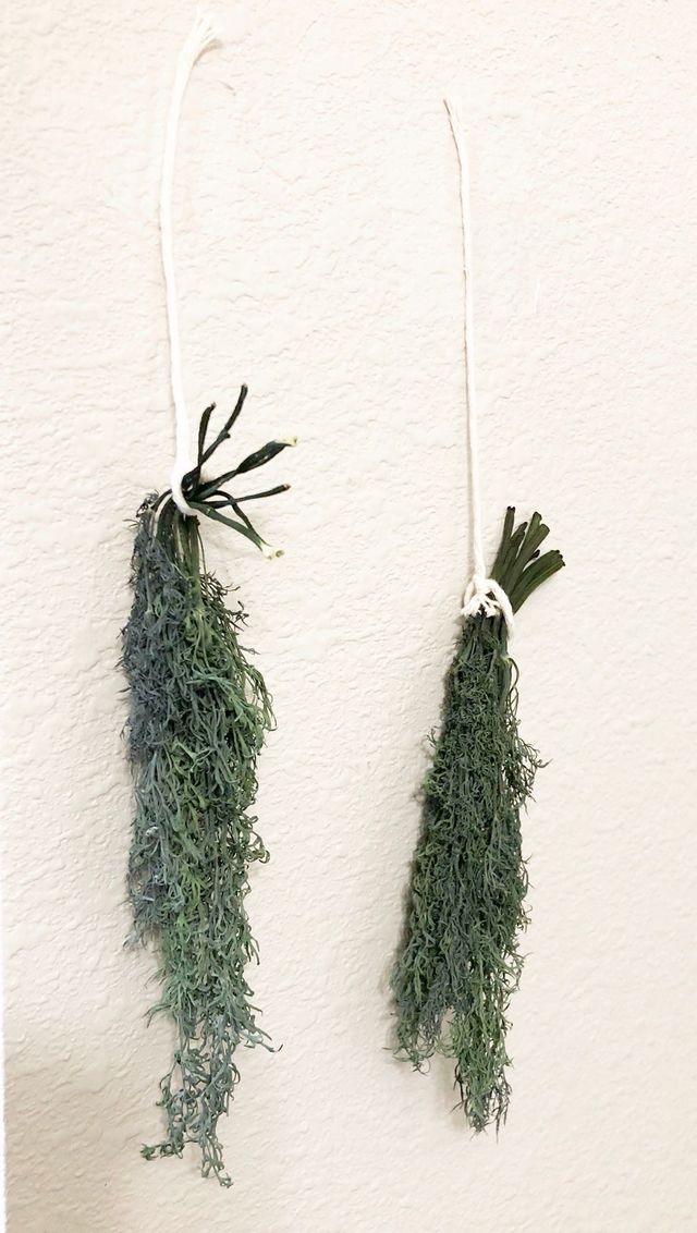 How to Dry Dill — The Best Ways to Dry and Preserve Dill Weed at Home