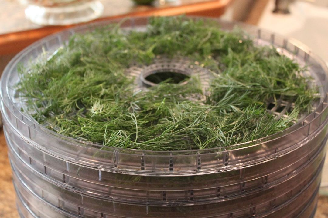 How to Dry Dill — The Best Ways to Dry and Preserve Dill Weed at Home