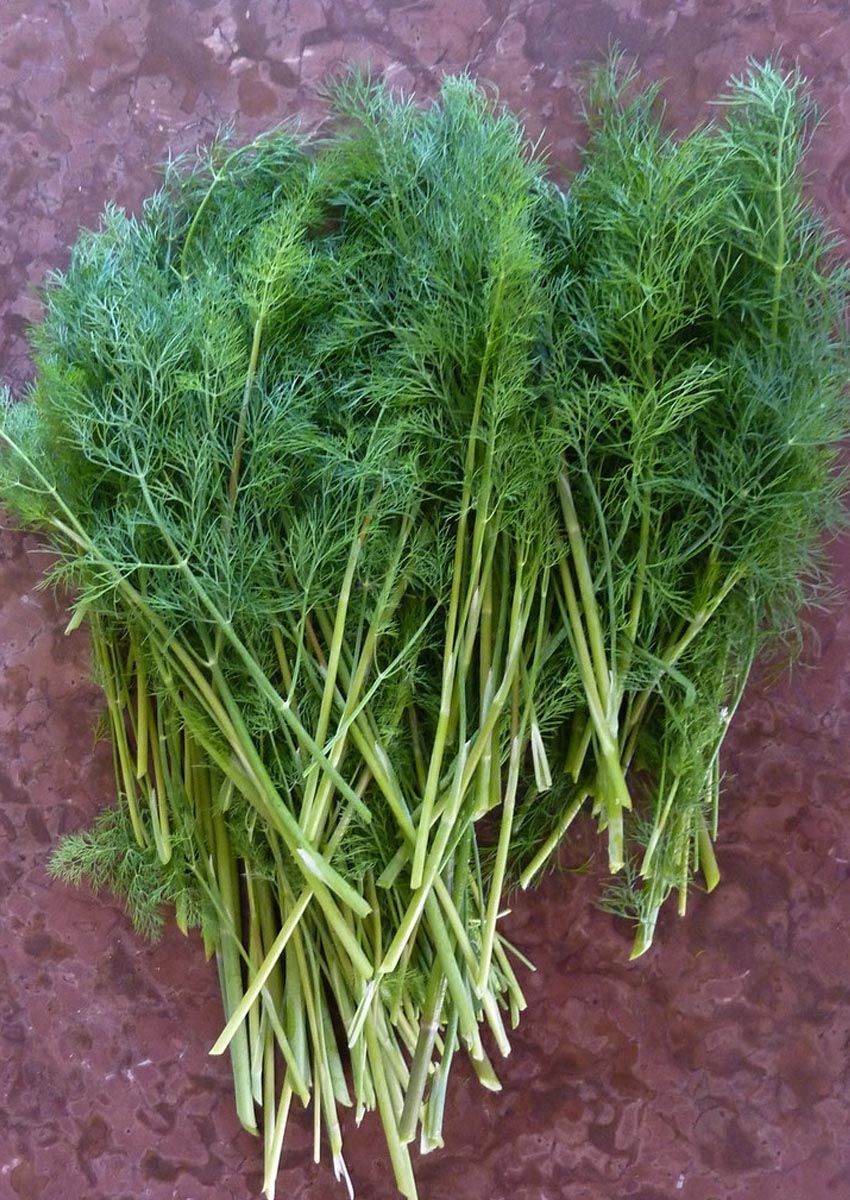 How to Dry Dill — The Best Ways to Dry and Preserve Dill Weed at Home
