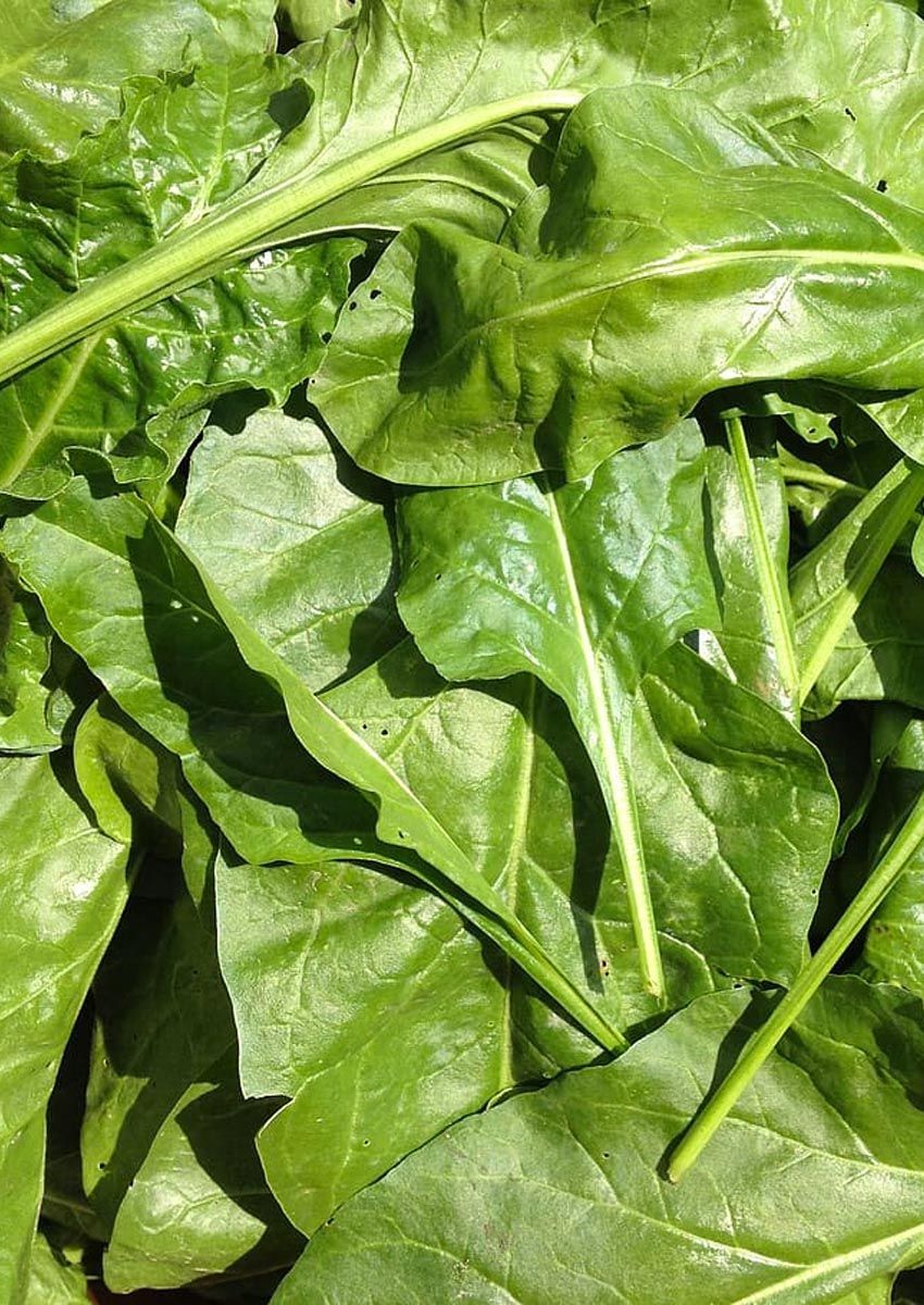 How to Freeze Spinach With Instructions and Tips