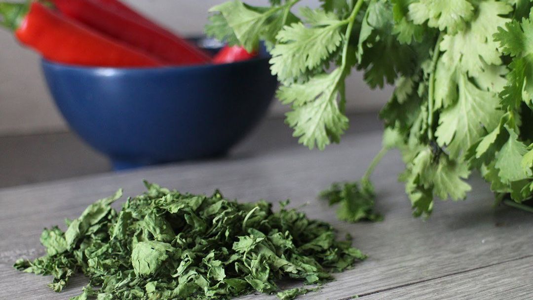 How to Dry Cilantro: Four Ways to make Dried Cilantro At Home