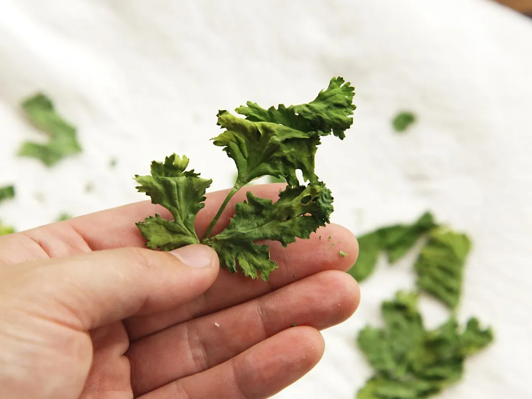 How to Dry Cilantro: Four Ways to make Dried Cilantro At Home