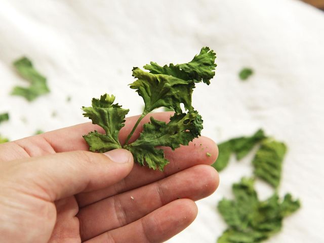 How to Dry Cilantro: Four Ways to make Dried Cilantro At Home