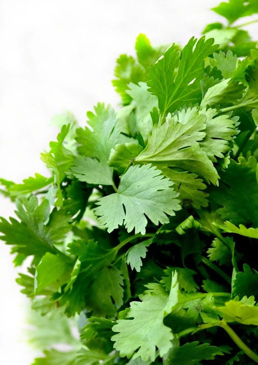 How to Dry Cilantro: Four Ways to make Dried Cilantro At Home